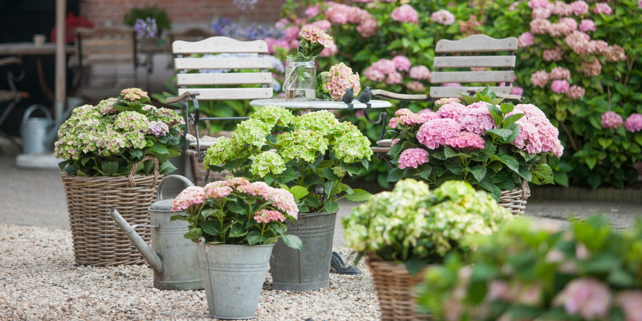 Top-10 zomerbloeiers – GroenRijk