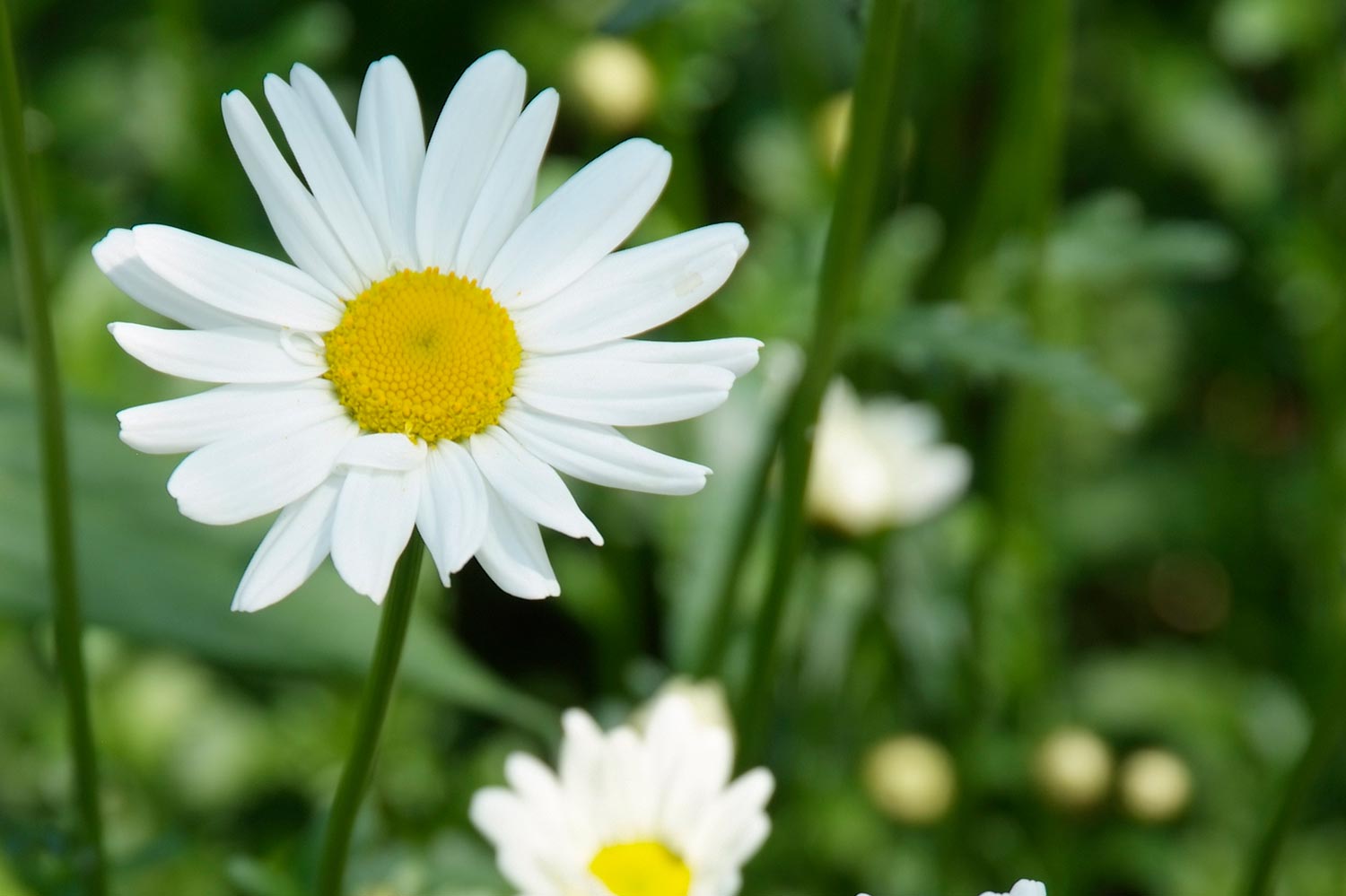 Top 5 inheemse planten – GroenRijk