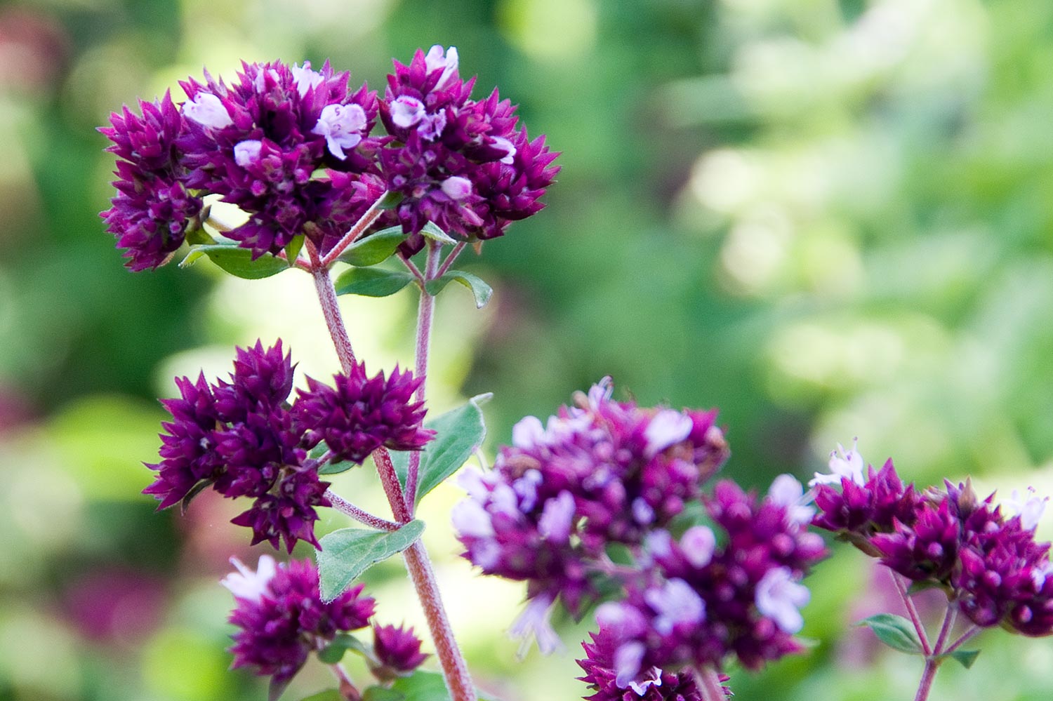 Top 5 inheemse planten – GroenRijk