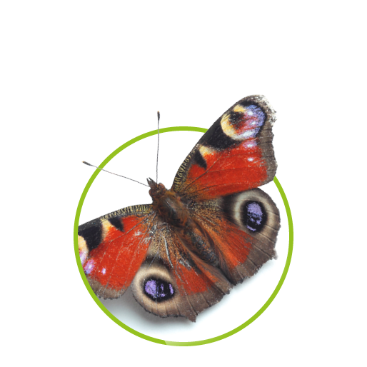 Insecten in je tuin – GroenRijk