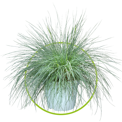 Blauw schapengras – GroenRijk