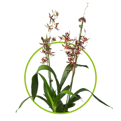 Orchidee Cambria – GroenRijk