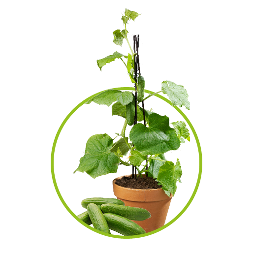 De lekkerste groente kweek je zelf – GroenRijk