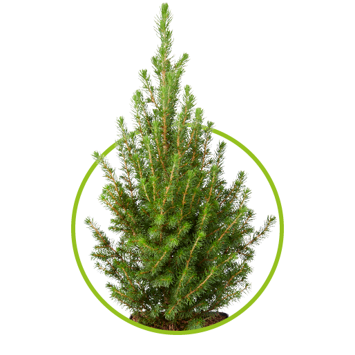 Picea glauca Perfecta – GroenRijk