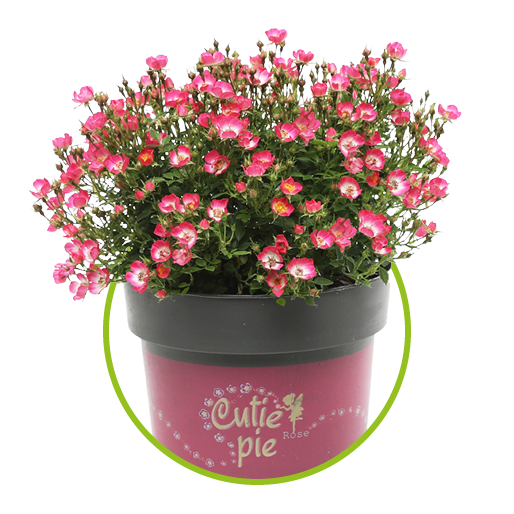 Struikroos-Rosa Cutie Pie – GroenRijk