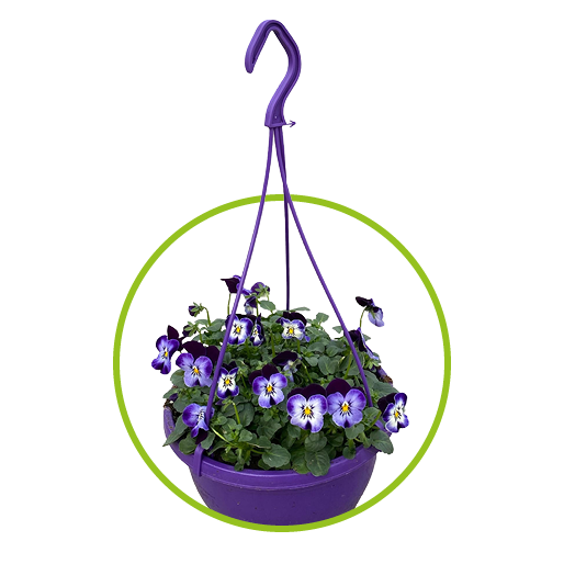 Viola Cornuta Groenrijk