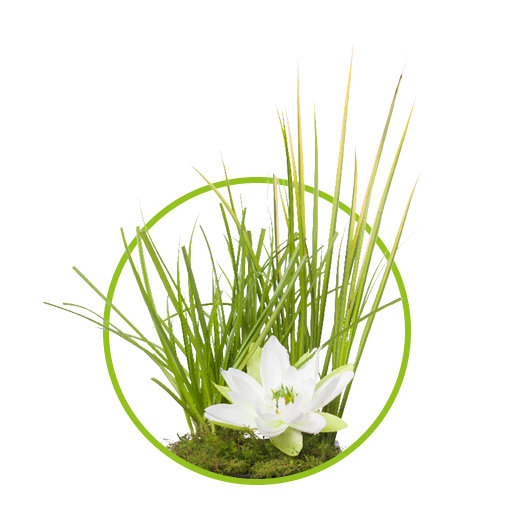 Waterplanten – GroenRijk