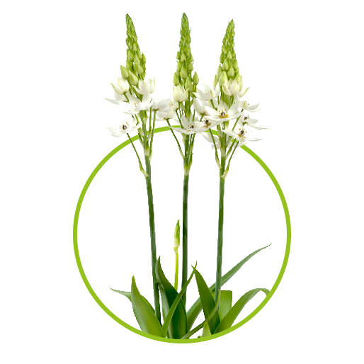 Zuidenwindlelie – GroenRijk